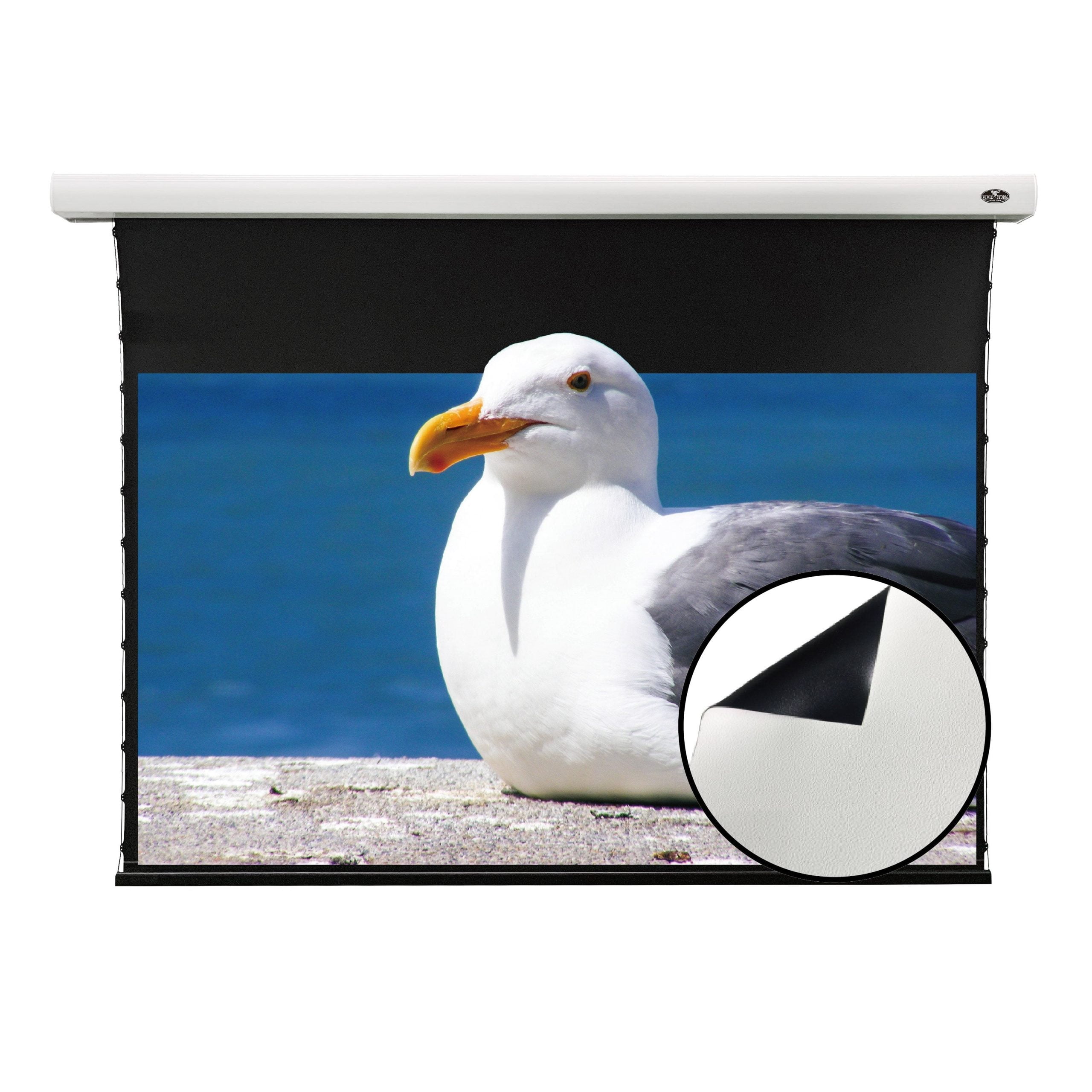 VIVIDSTORM Slimline Motorised Drop Down Projector Screen with White ...